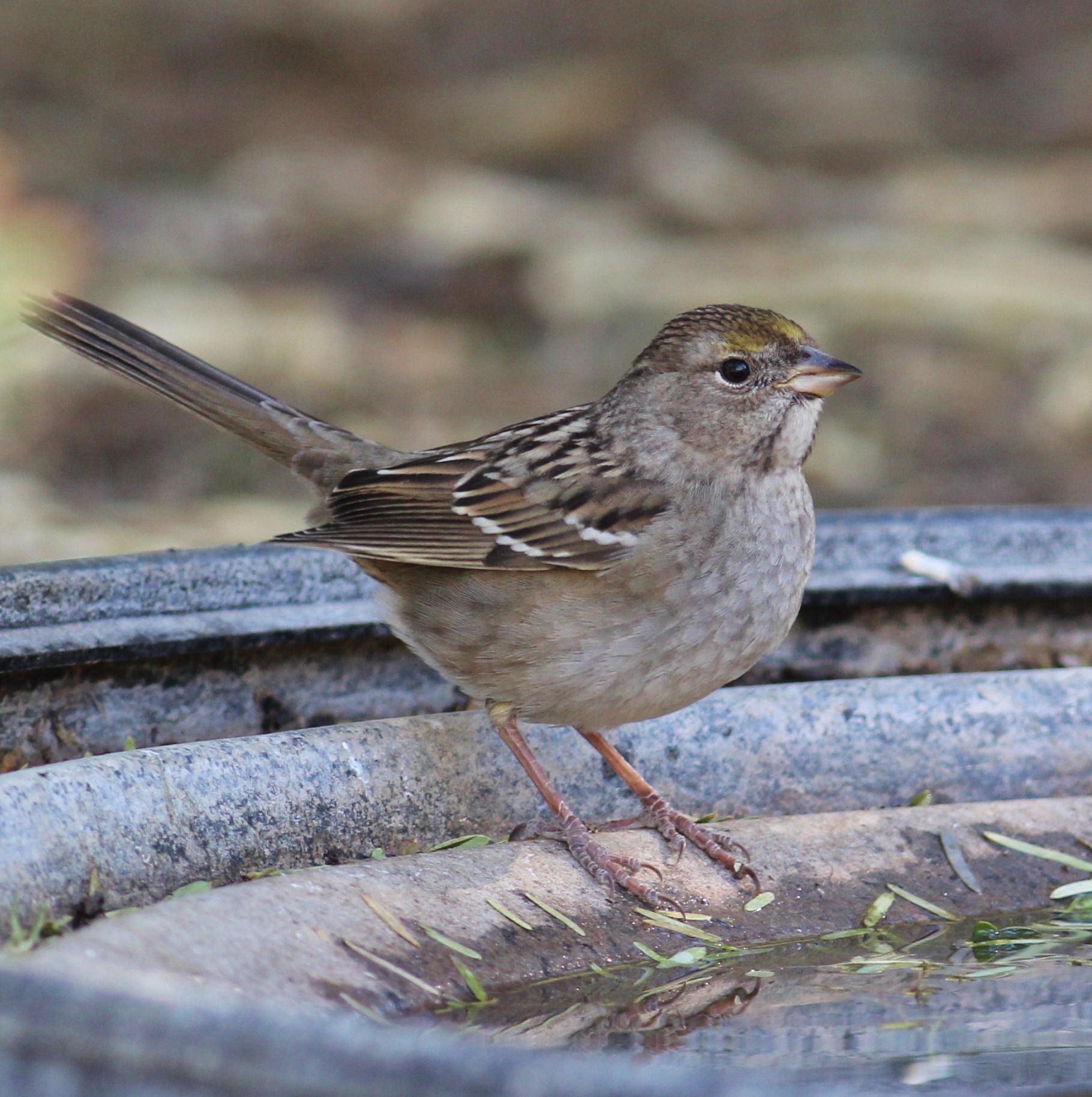 Golden Crowned Sparrow Csusb